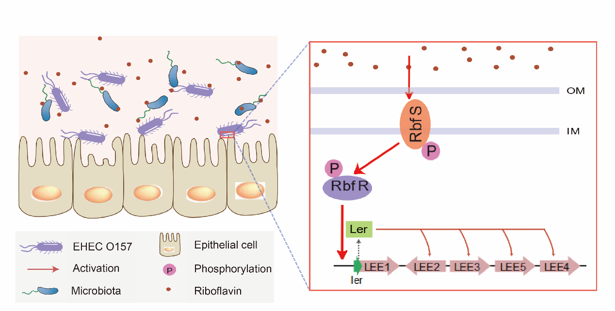 泰达生物技术研究院王磊教授科研团队在病原微生物进化机制领域取得重要进展